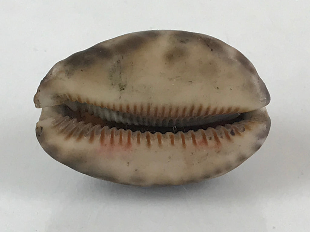 Japanese Perforated Shell Small Cowry Shell Takara-Gai Vtg Accessories ...