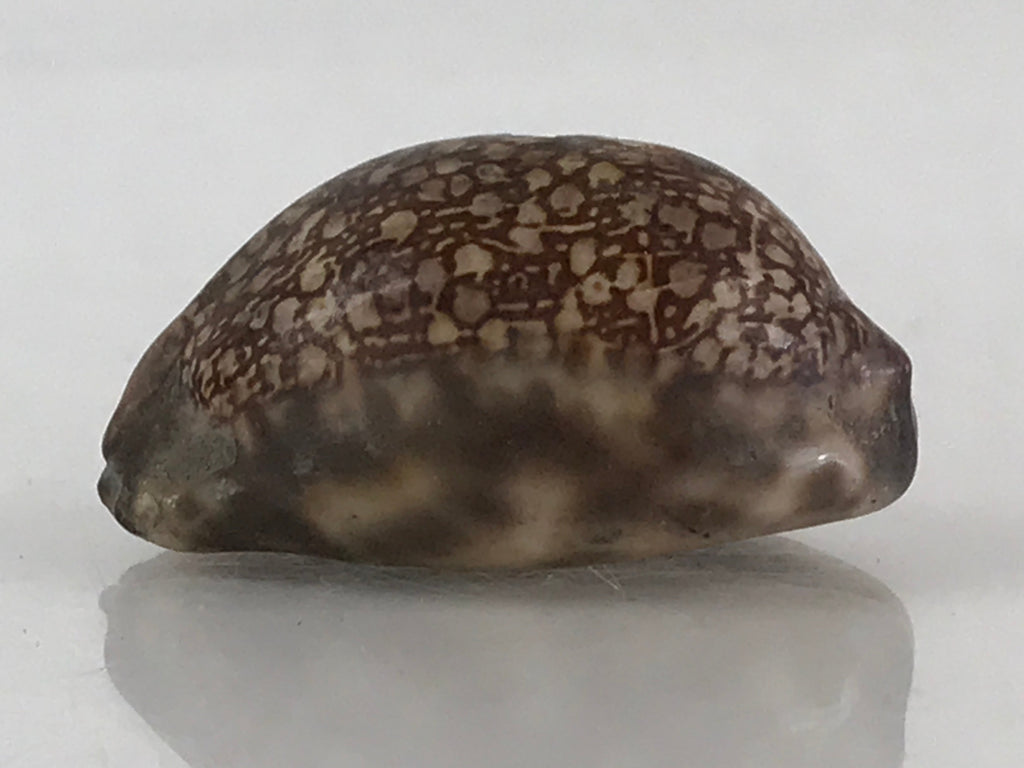 Japanese Perforated Shell Small Cowry Shell Takara-Gai Vtg Accessories ...
