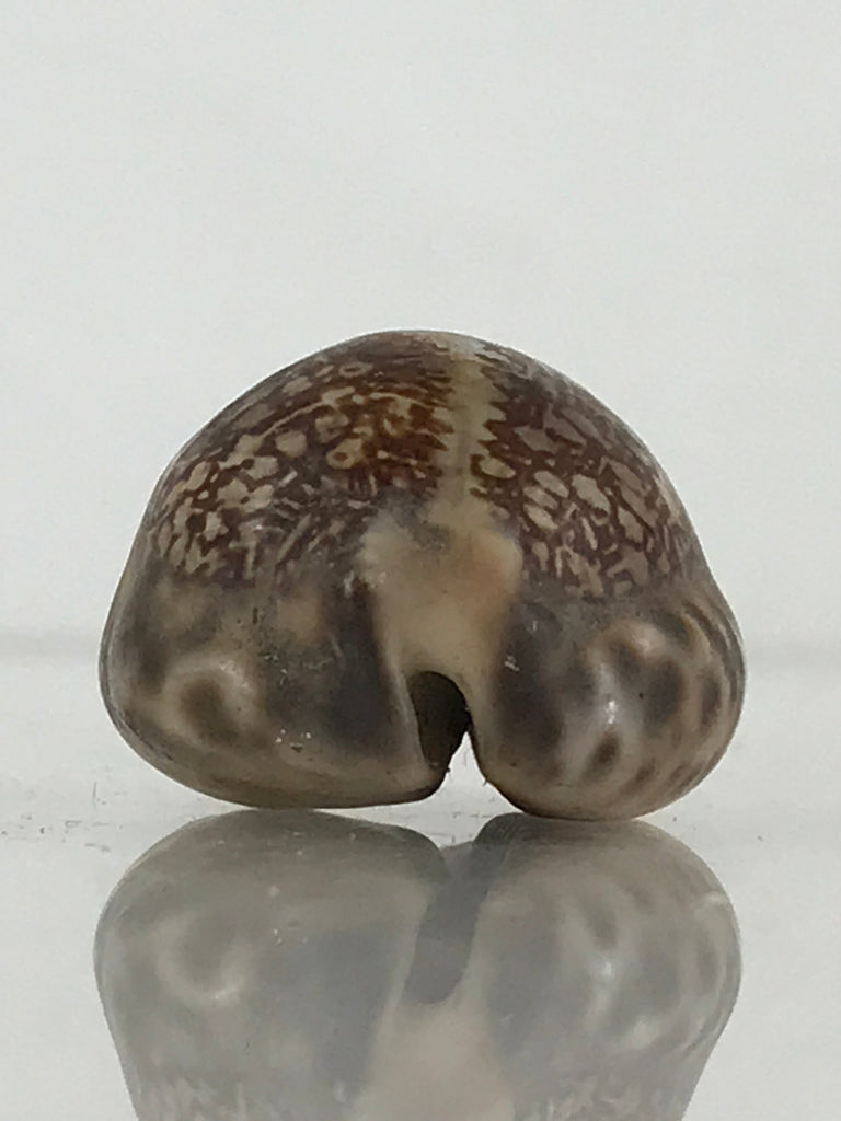 Japanese Perforated Shell Small Cowry Shell Takara-Gai Vtg Accessories ...