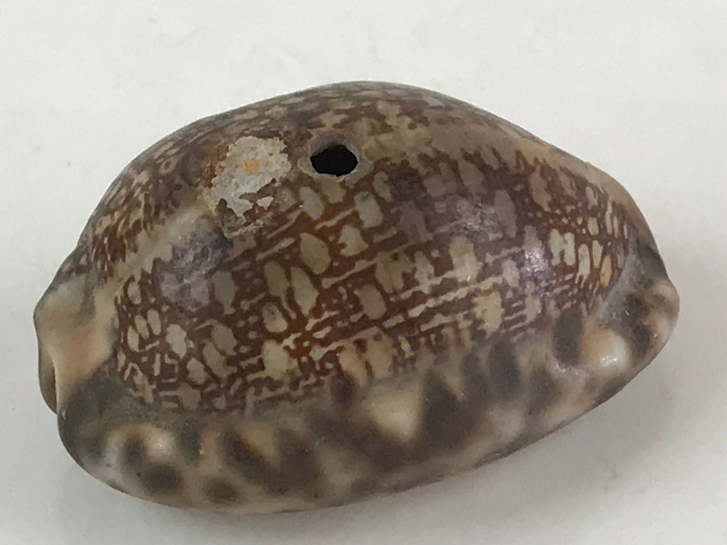 Japanese Perforated Shell Small Cowry Shell Takara-Gai Vtg Accessories ...