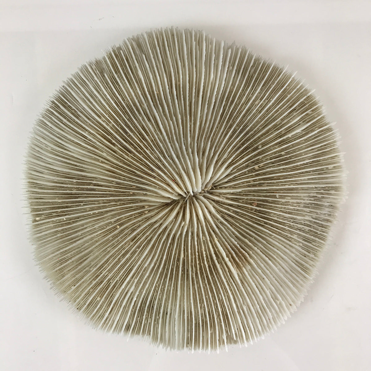 Natural White Reef Coral Sea Mushroom Vtg Home Decor Fish Tank JK412 ...